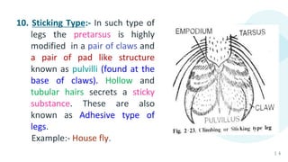 Insect Leg: Structure and Modifications | PPTX