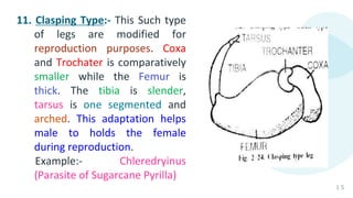 Insect Leg: Structure and Modifications | PPTX