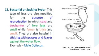 Insect Leg: Structure and Modifications | PPTX