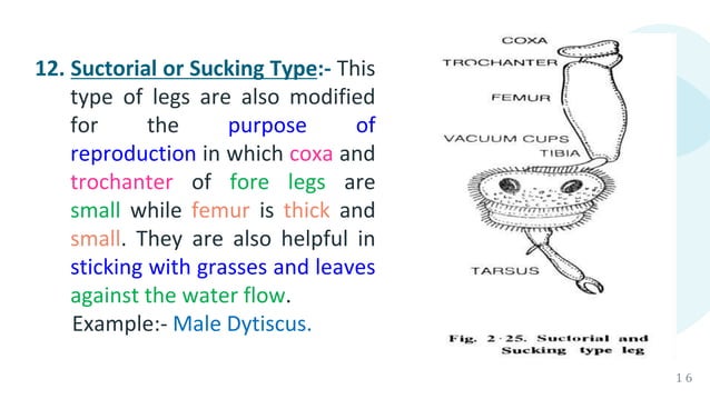 Insect Leg: Structure and Modifications | PPTX | Rowing | Sports