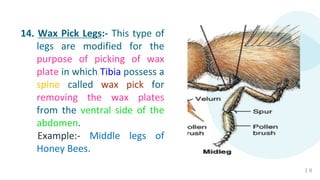 Insect Leg: Structure and Modifications | PPTX