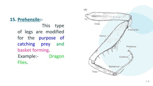 Insect Leg: Structure and Modifications | PPTX | Rowing | Sports