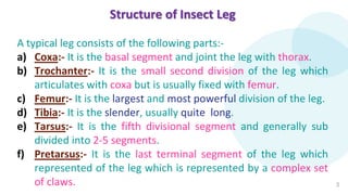 Insect Leg: Structure and Modifications | PPTX | Rowing | Sports
