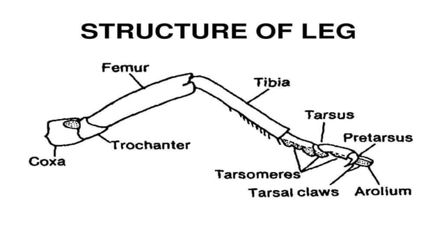 Insect Leg: Structure and Modifications | PPTX | Rowing | Sports