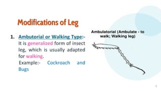 Insect Leg: Structure and Modifications | PPTX