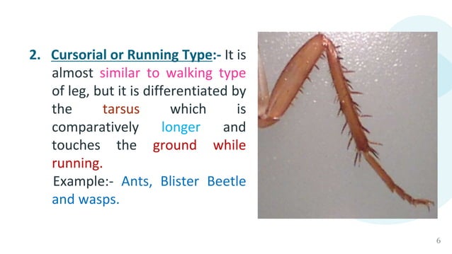 Insect Leg: Structure and Modifications | PPTX | Rowing | Sports
