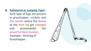 Insect Leg: Structure and Modifications | PPTX | Rowing | Sports