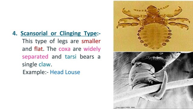 Insect Leg: Structure and Modifications | PPTX | Rowing | Sports