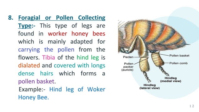 Insect Leg Structure And Modifications
