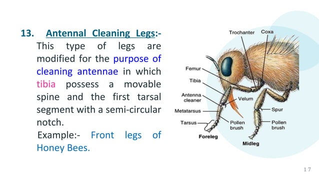 Insect Leg Structure And Modifications