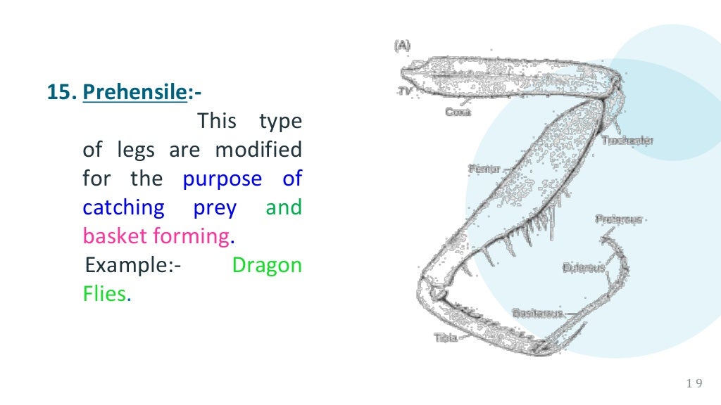Insect Leg: Structure and Modifications