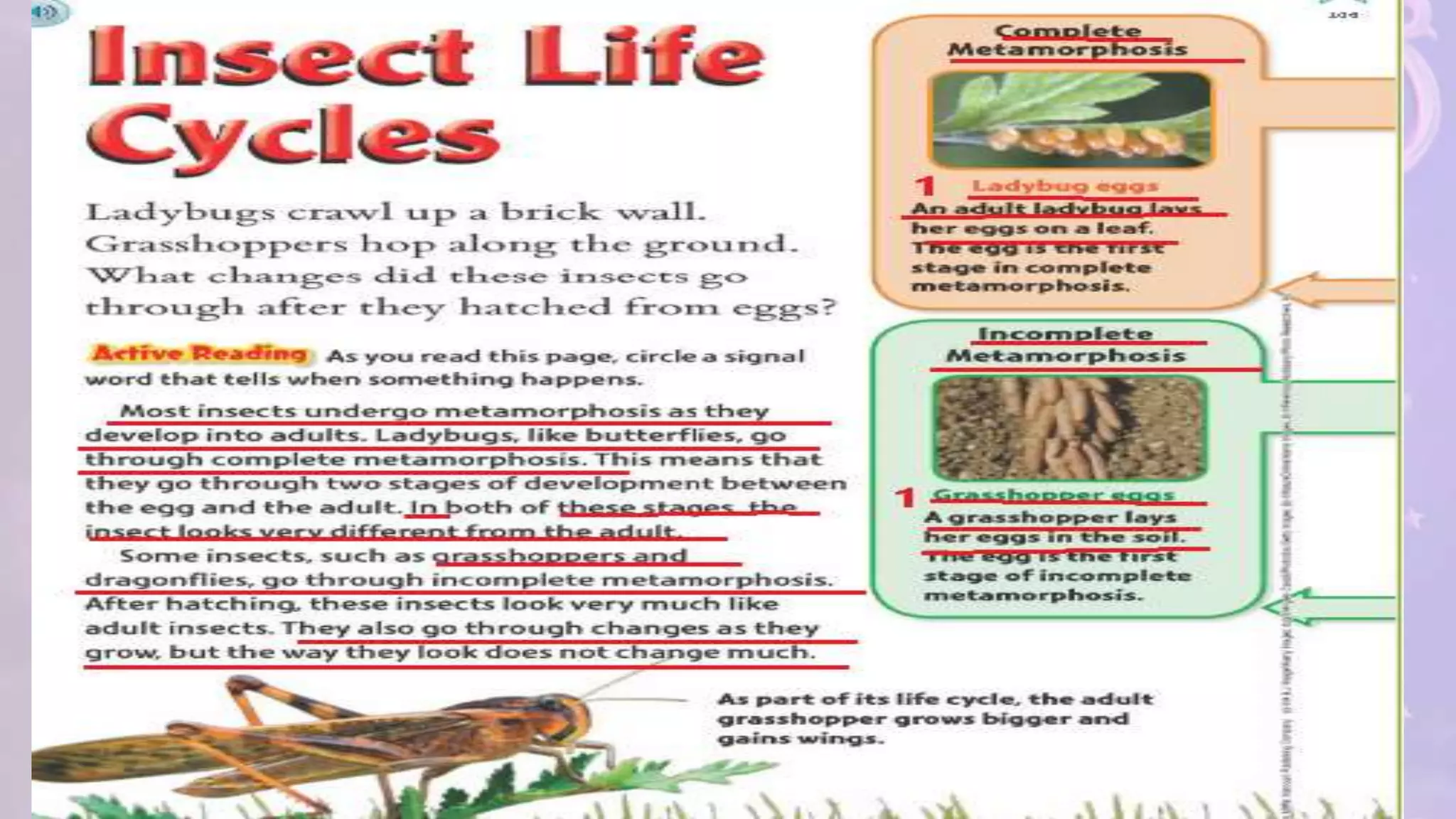 Insect life cycle (grasshopper and ladybug) | PPTX