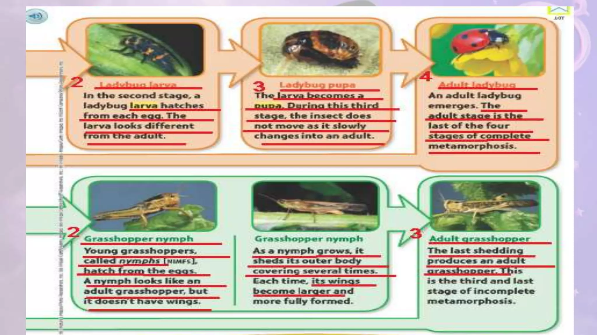 Insect life cycle (grasshopper and ladybug) | PPTX
