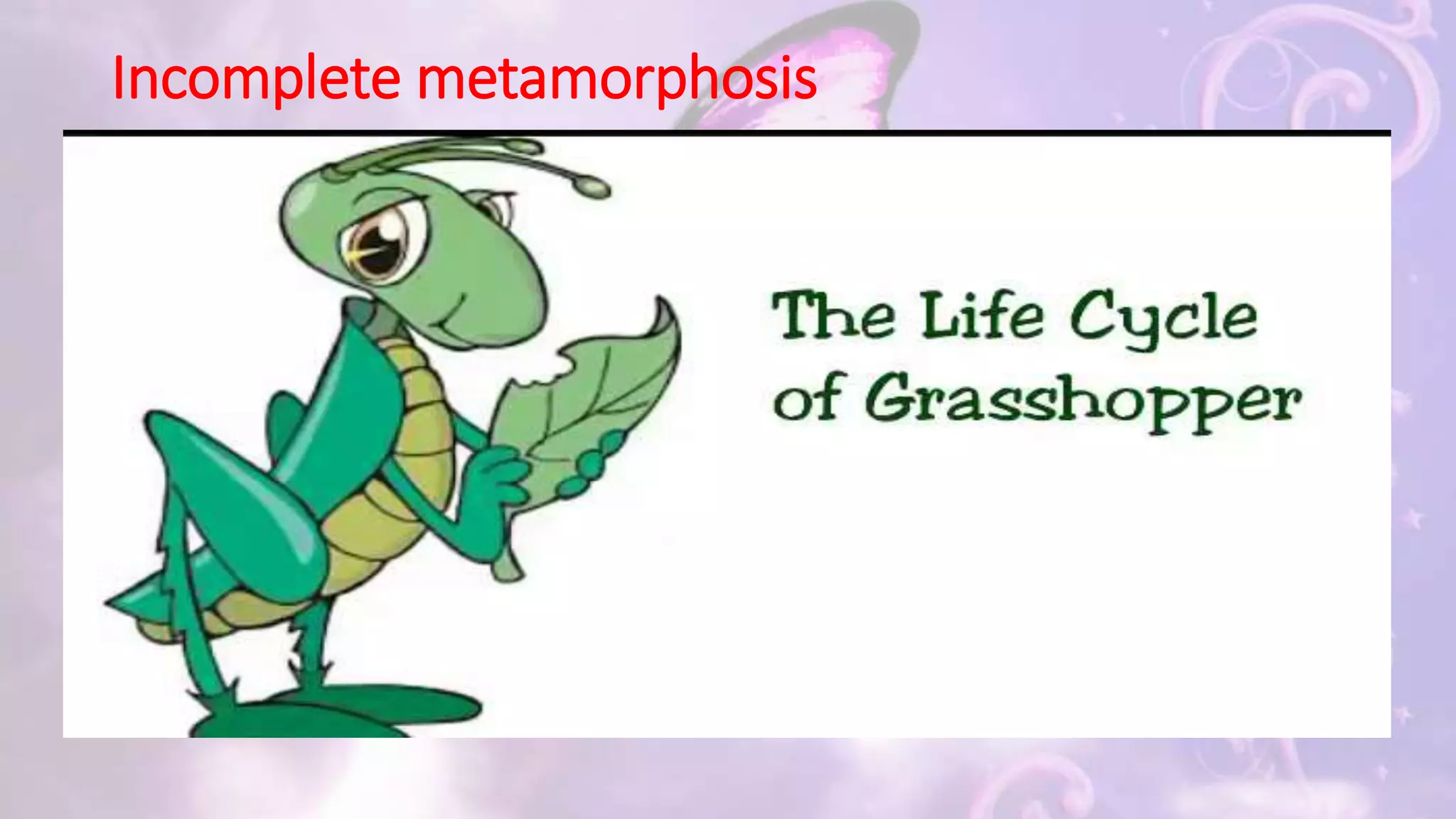 Insect life cycle (grasshopper and ladybug) | PPTX