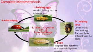Insect life cycle (grasshopper and ladybug) | PPTX