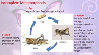Insect life cycle (grasshopper and ladybug) | PPTX
