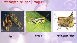 Grasshopper Life Cycle Stage