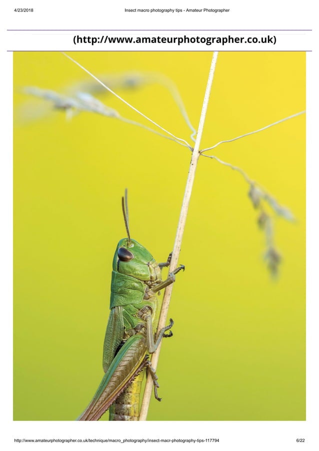 Insect macro photography tips | PDF