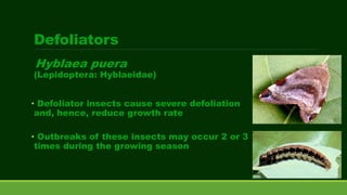 Insect management in commercial forest management | PPTX | Woodworking ...