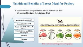 Insect Meal as an Alternative Protein Source for poultry | PPTX