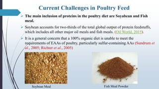 Insect Meal as an Alternative Protein Source for poultry | PPTX
