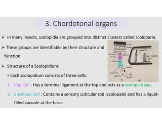 INSECT MECHANORECEPTORS: Exploring Sensory Function and Adaptive ...