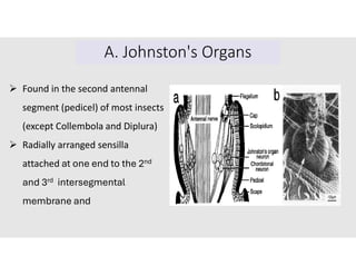INSECT MECHANORECEPTORS: Exploring Sensory Function and Adaptive ...