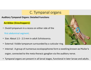 INSECT MECHANORECEPTORS: Exploring Sensory Function and Adaptive ...