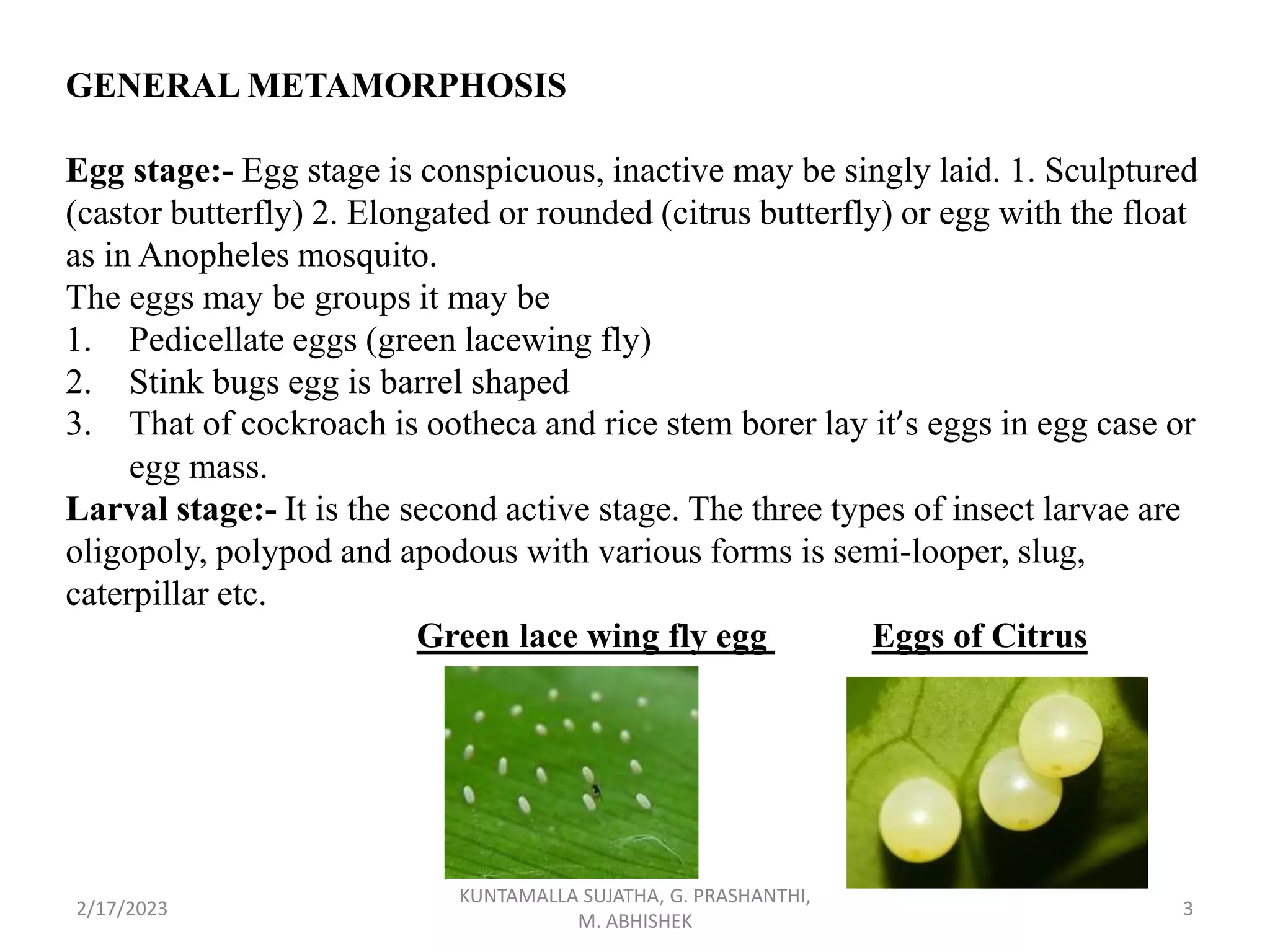 Insect Metamorphosis.pptx