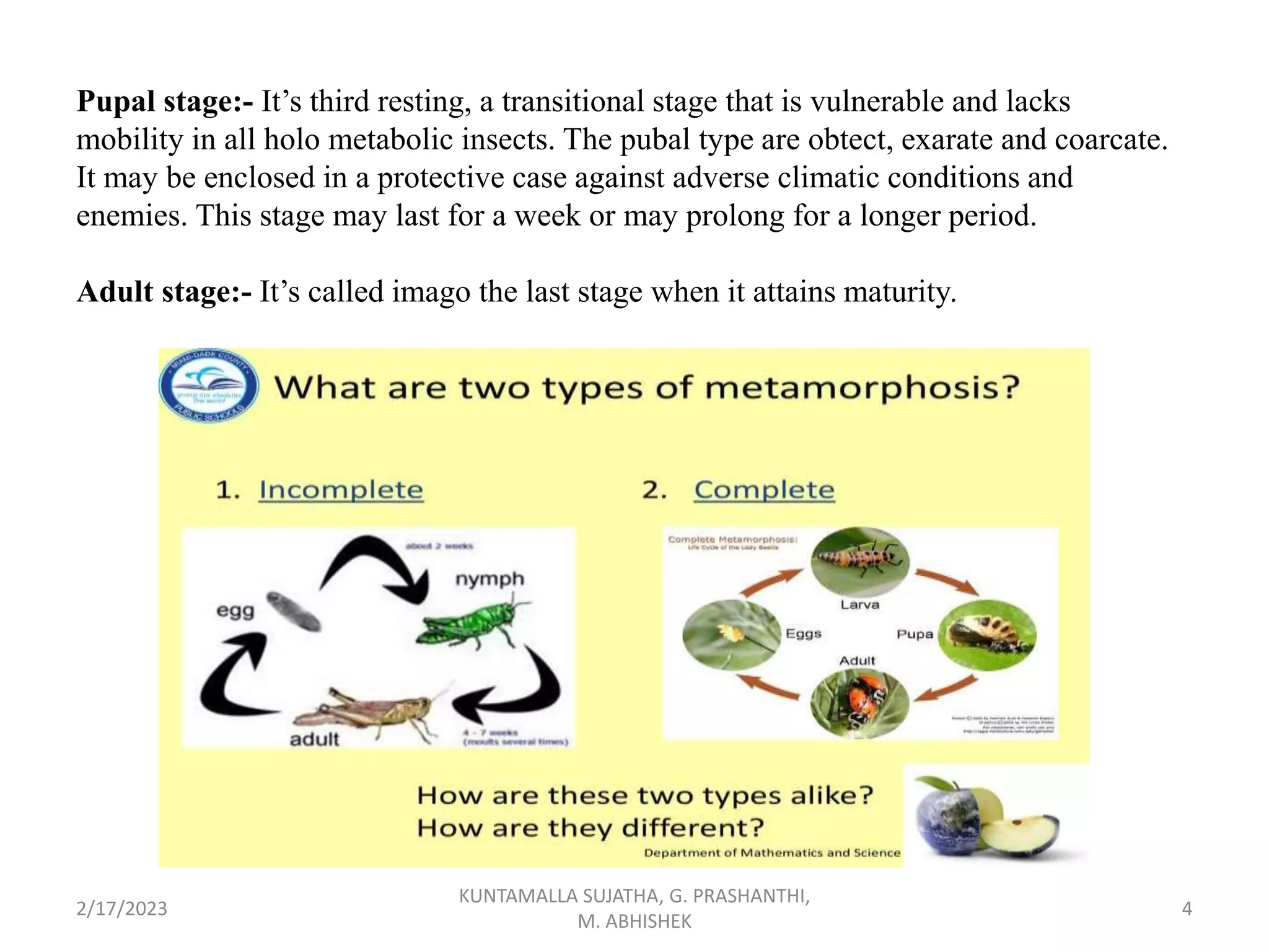 Insect Metamorphosis.pptx | Biological Sciences | Science