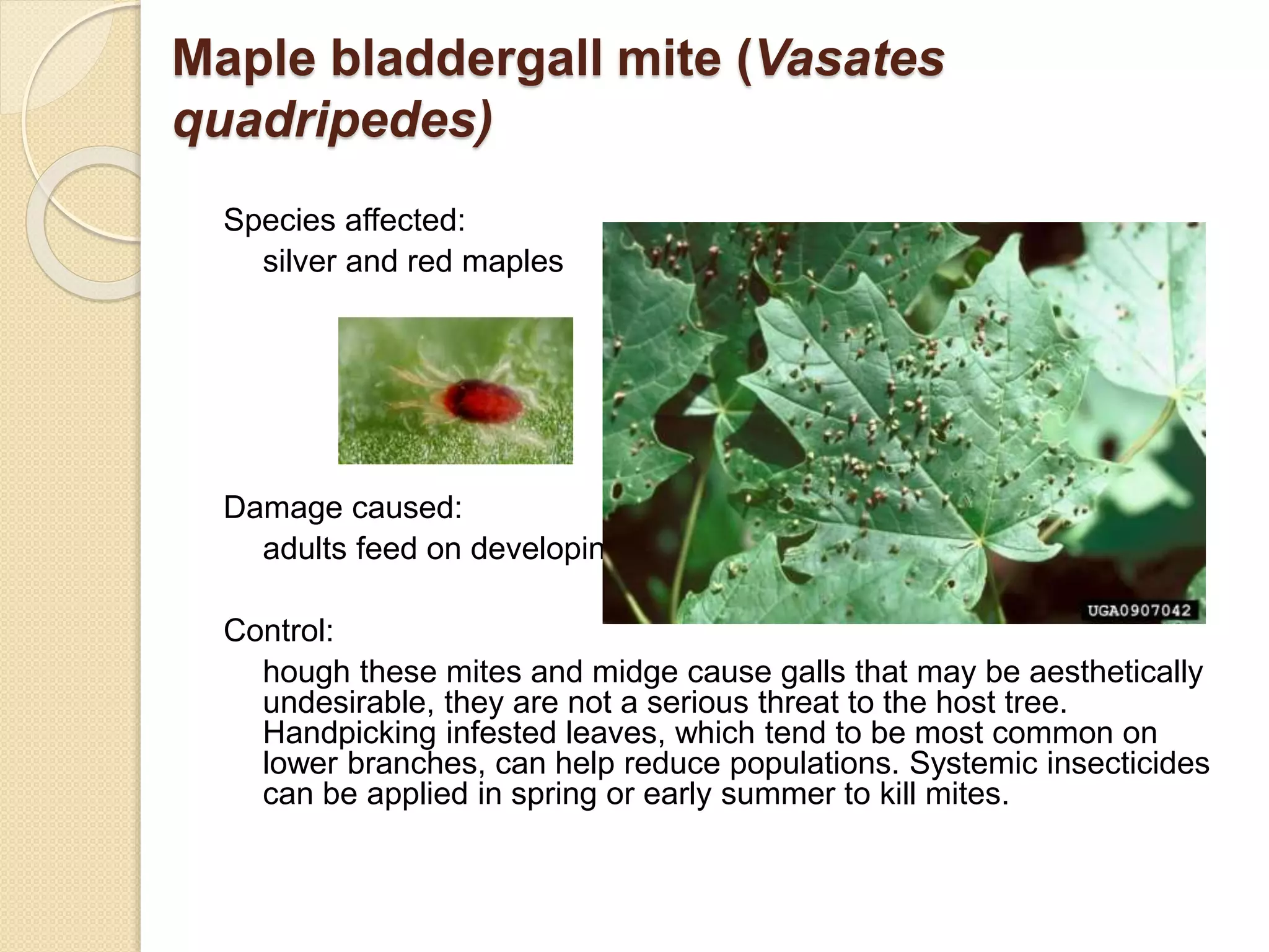 Insect, mite and nematode pests of forest | PPTX