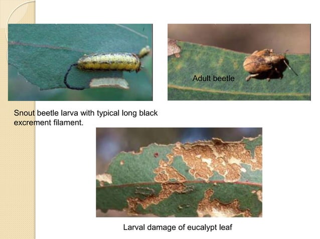 Insect, mite and nematode pests of forest | PPTX