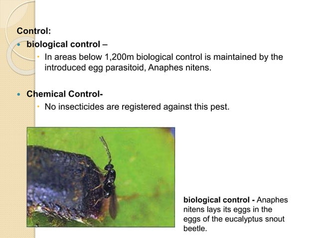Insect, mite and nematode pests of forest | PPTX