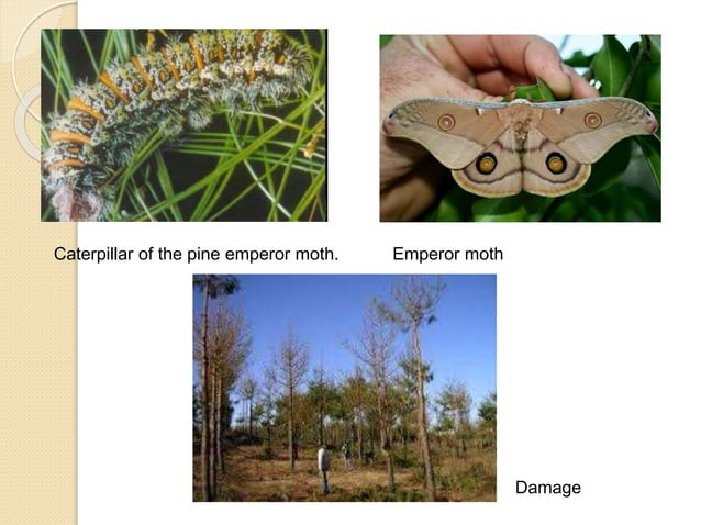 Insect, mite and nematode pests of forest | PPTX