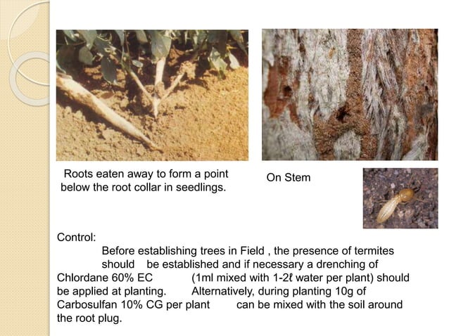Insect, mite and nematode pests of forest | PPTX