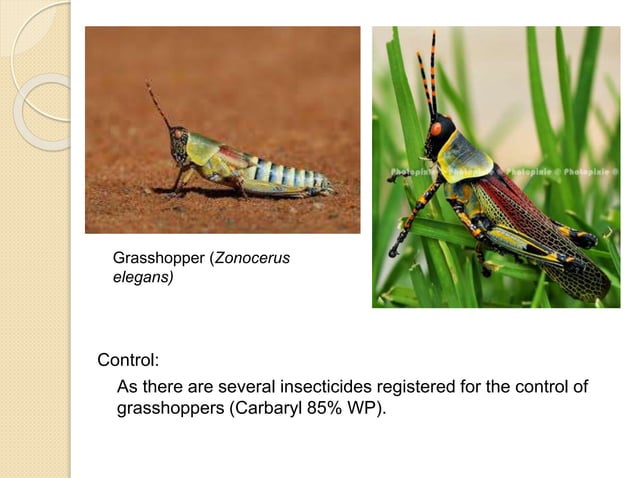 Insect, mite and nematode pests of forest | PPTX