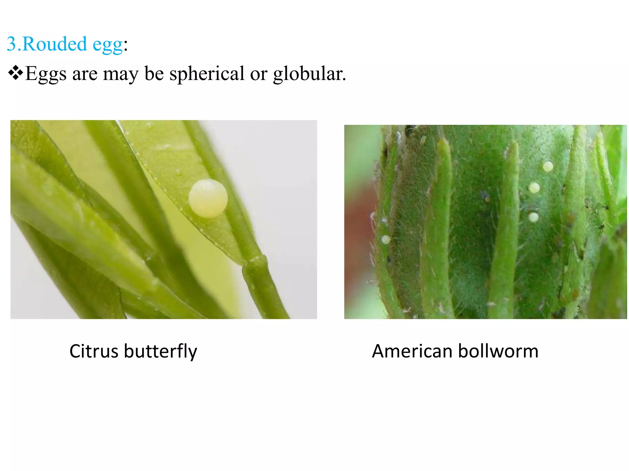 Immature stages of insects and Its types (Classification) | PPTX