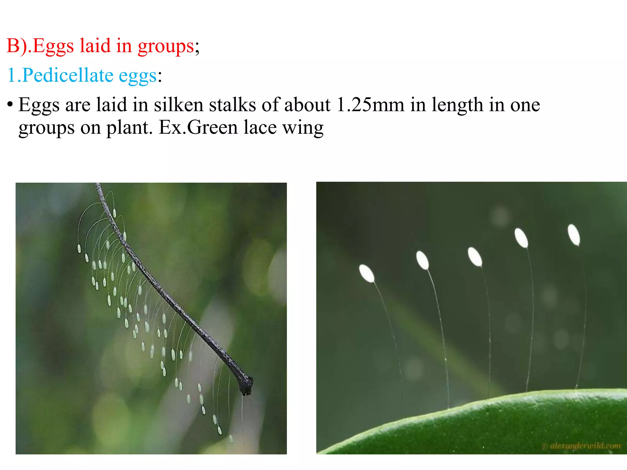 Immature stages of insects and Its types (Classification) | PPTX