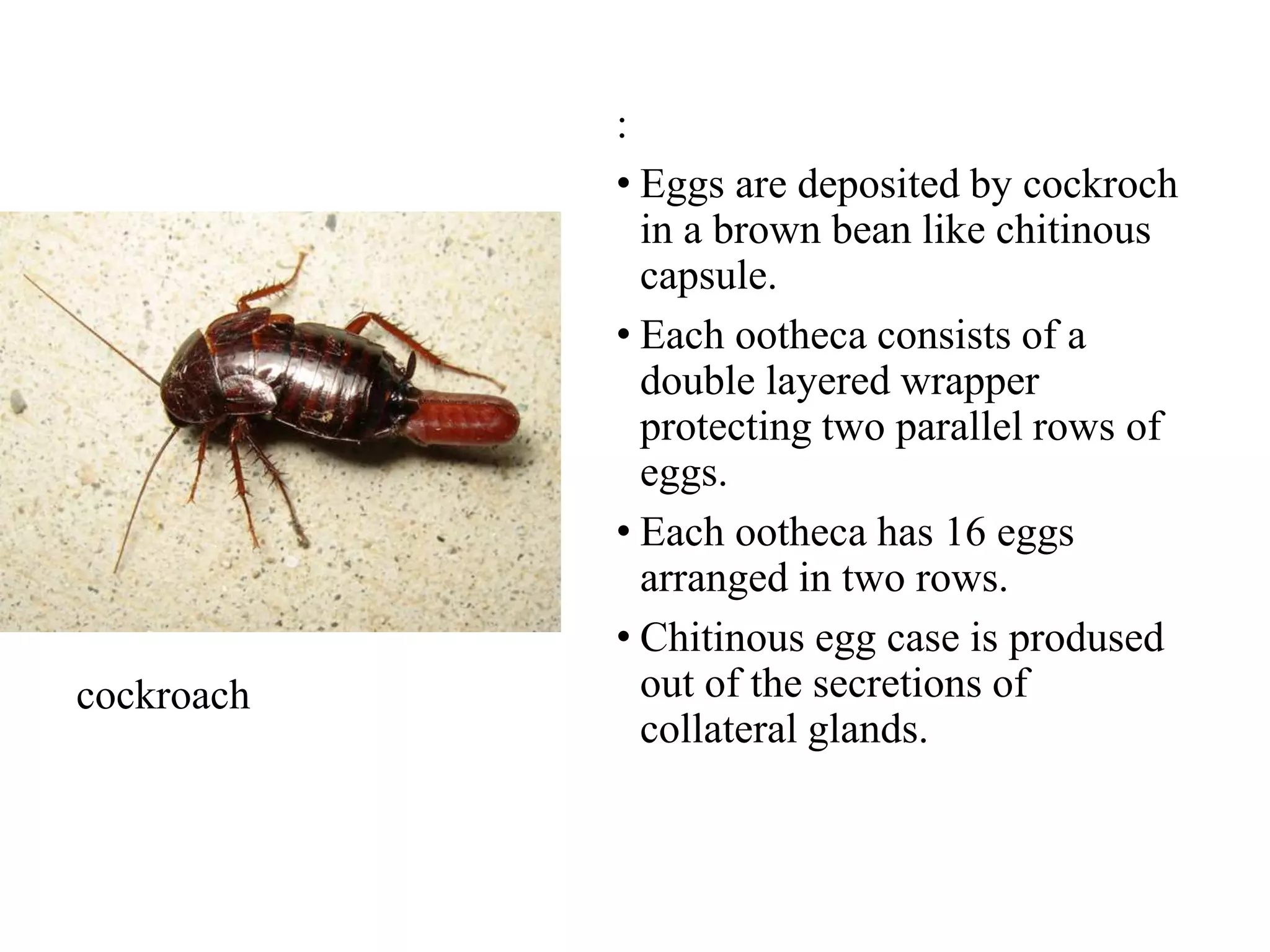 Immature stages of insects and Its types (Classification) | PPTX