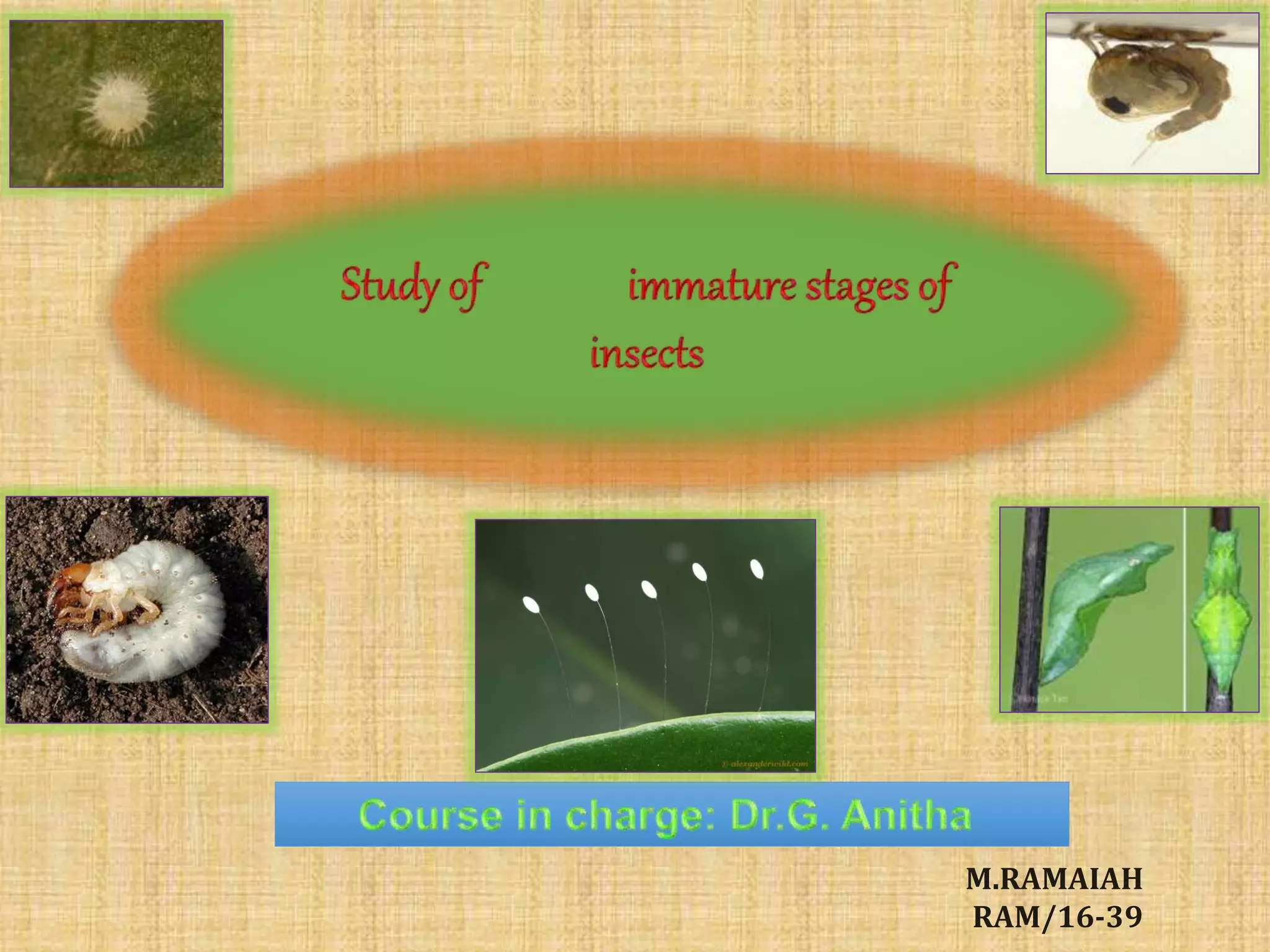 Immature stages of insects and Its types (Classification) | PPTX