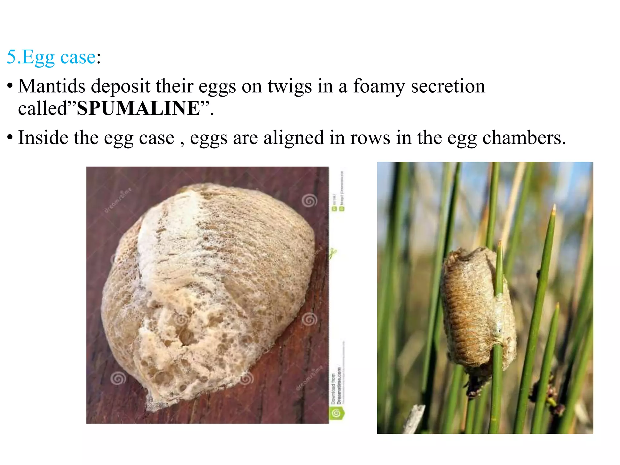 Immature stages of insects and Its types (Classification) | PPTX