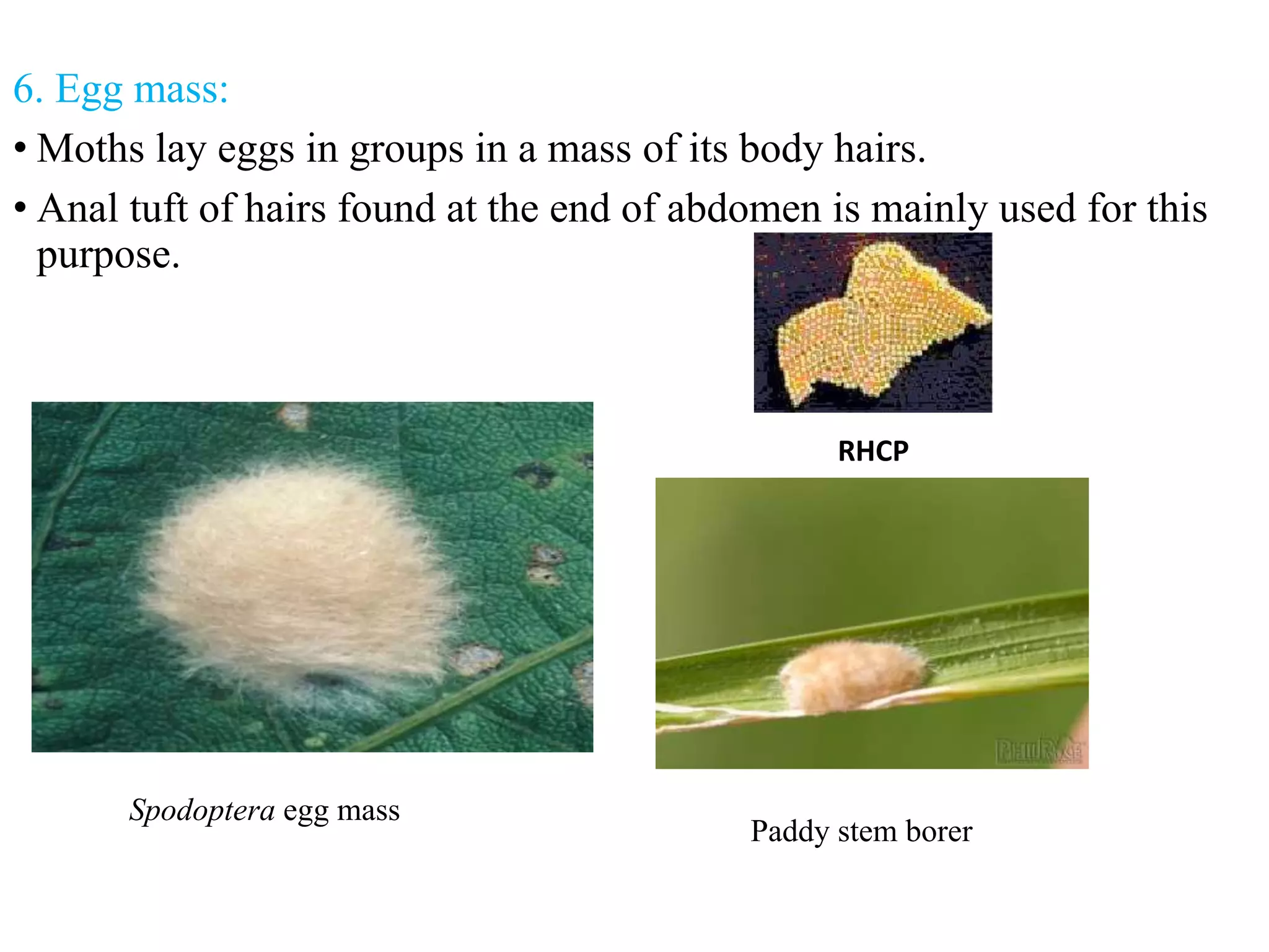 Immature stages of insects and Its types (Classification) | PPTX