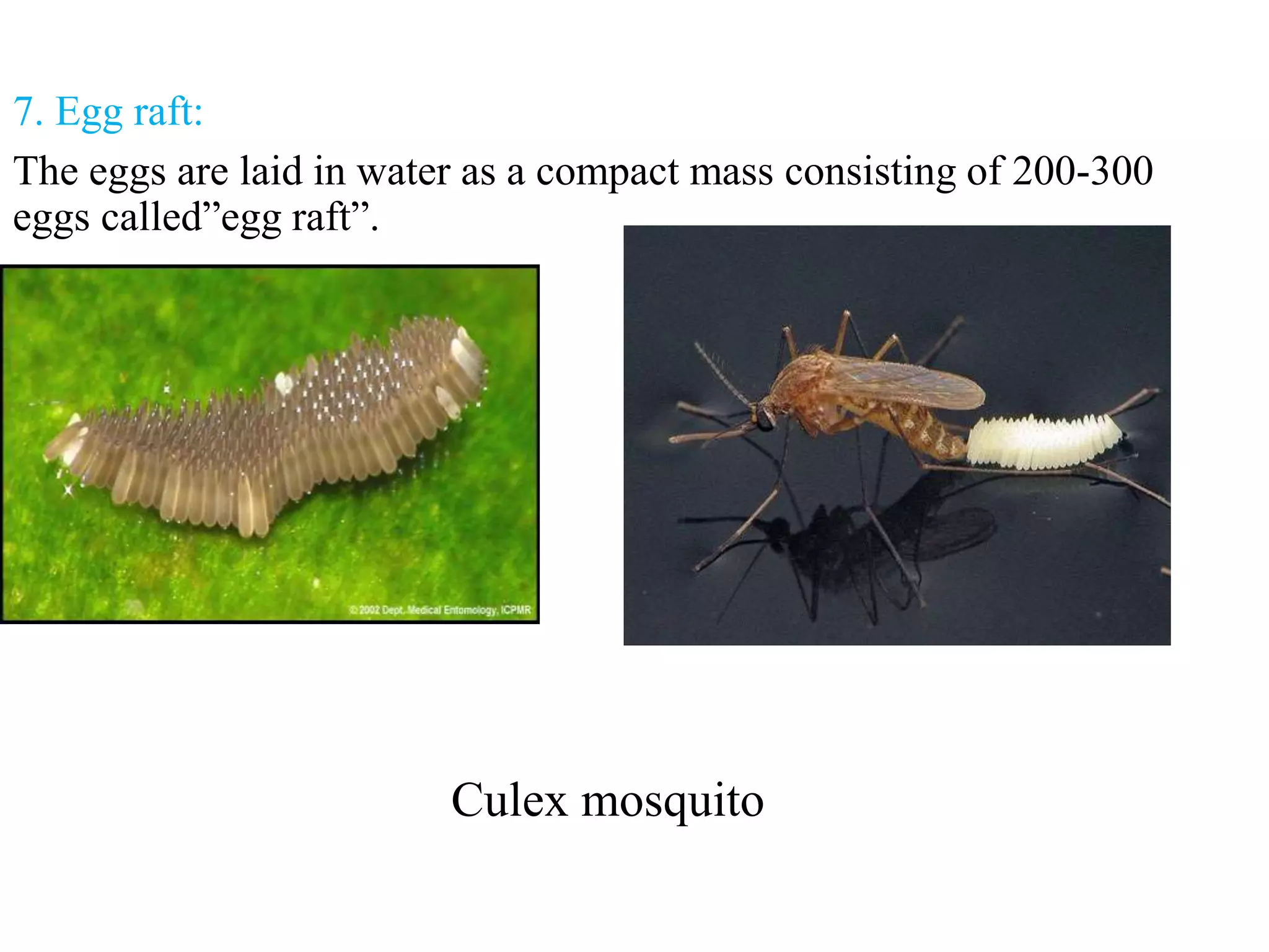 Immature stages of insects and Its types (Classification) | PPTX
