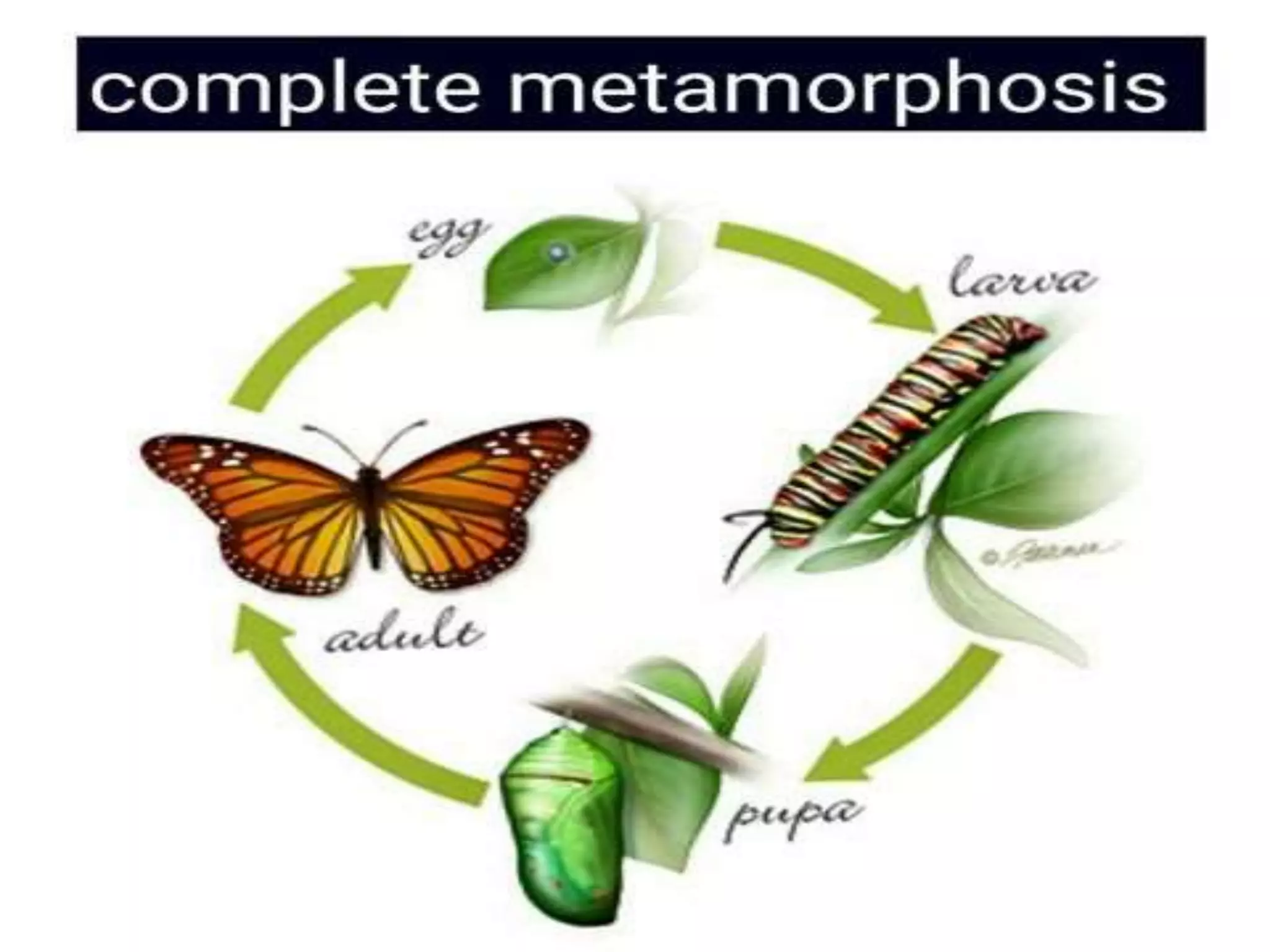 Immature stages of insects and Its types (Classification) | PPTX