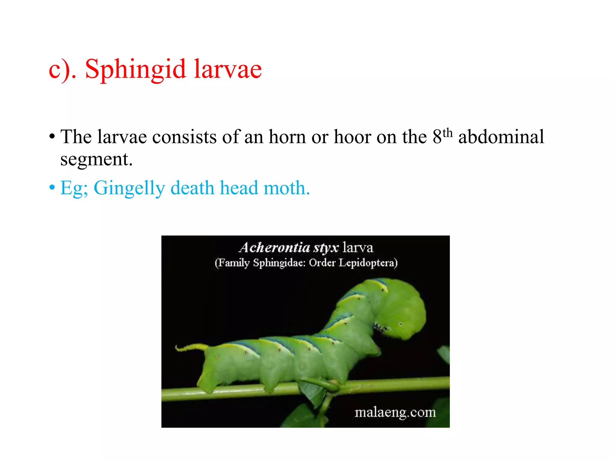 Immature stages of insects and Its types (Classification) | PPTX