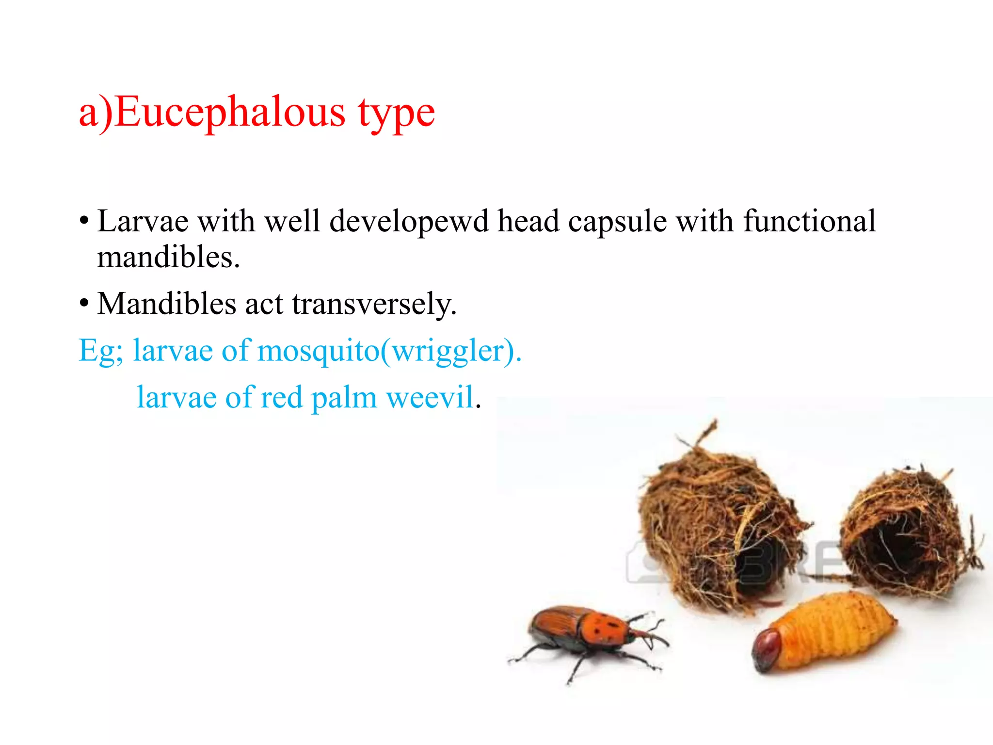Immature stages of insects and Its types (Classification) | PPTX