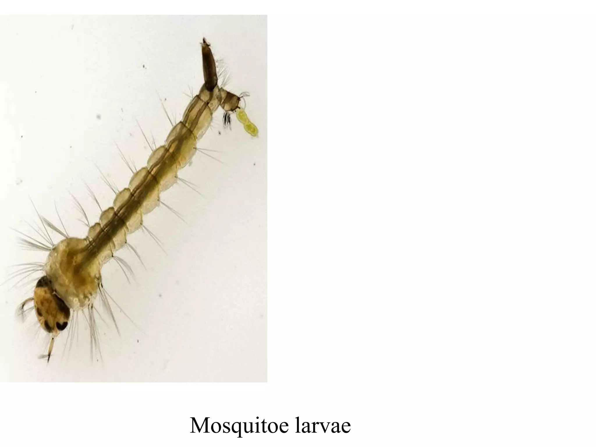 Immature stages of insects and Its types (Classification) | PPTX