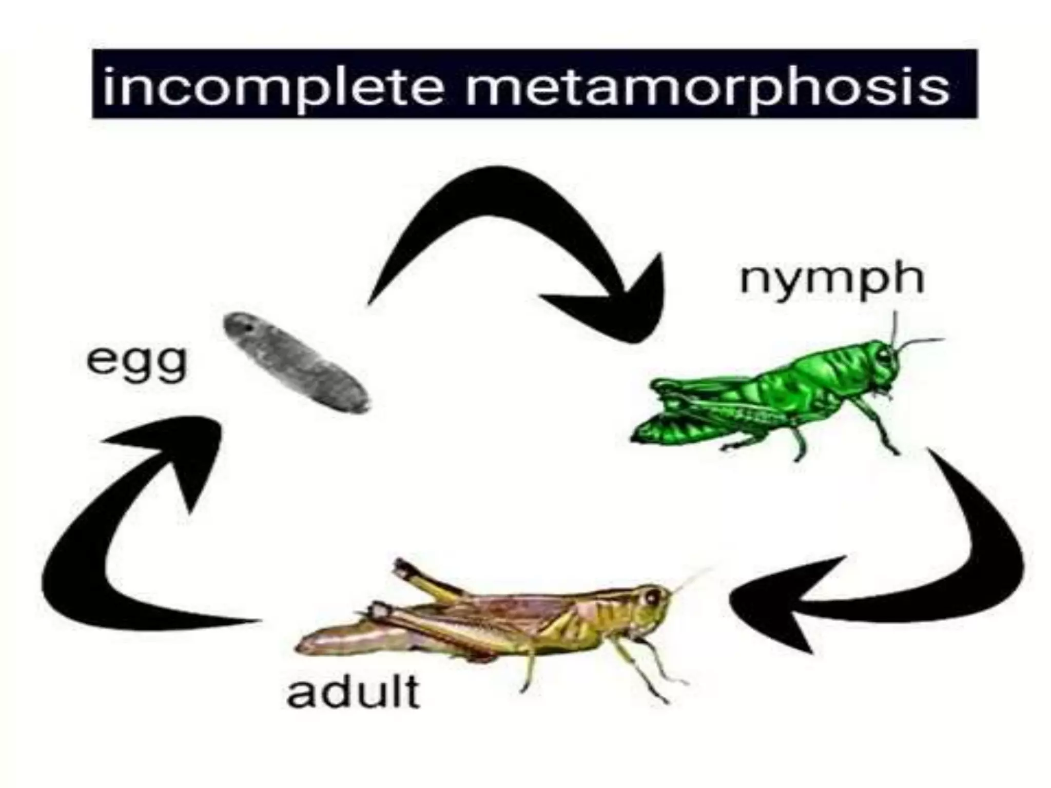 Immature stages of insects and Its types (Classification) | PPTX