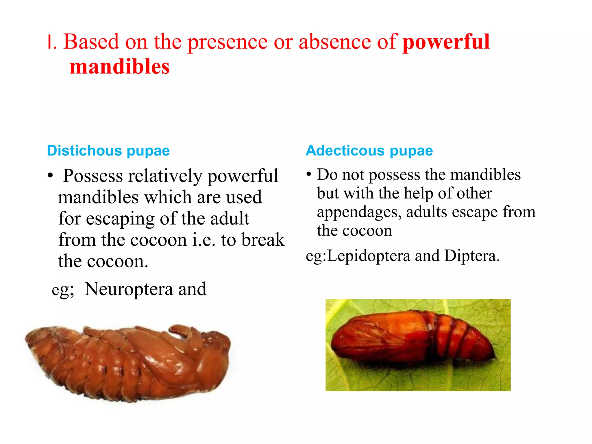 Immature stages of insects and Its types (Classification) | PPTX