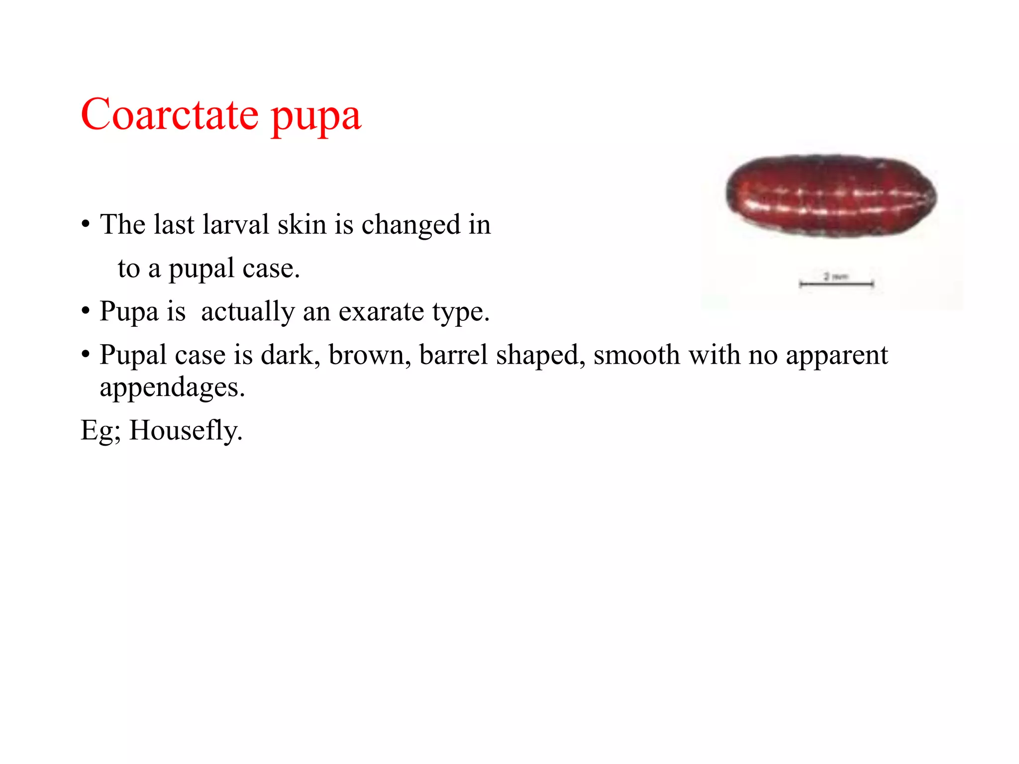 Immature stages of insects and Its types (Classification) | PPTX